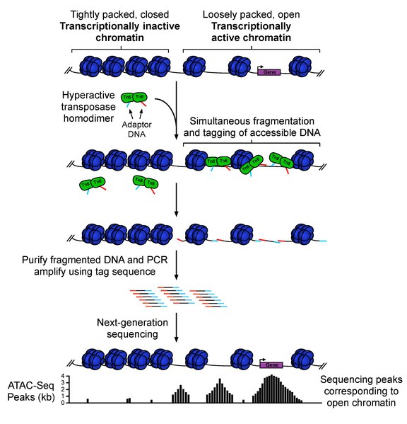 ATAC-seq service | QuickBiology
